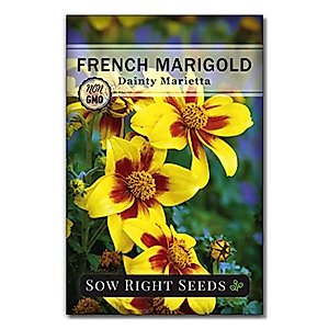 Sow Right Seeds - Dainty Marietta Marigold Seeds for Planting, Beautiful to Plant in Your Flower Garden; Non-GMO Heirloom Seeds; Wonderful Gardening Gift (1)