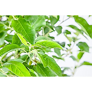 Perfect Plants Anna Apple Tree Live Plant, 4-5', Includes Care Guide