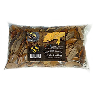 XYZReptiles Premium Live Oak Leaf Litter Isopod Substrate Terrarium Bedding (1/2 Gallon)