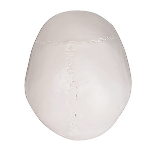 RONTEN Human Skull Model, Skull Anatomy Model, Life Size Replica Medical Anatomy Anatomical Adult Model with Removable Skull Cap and Articulated Mandible, Full Set of Teeth，7.2x4.2x4.95in