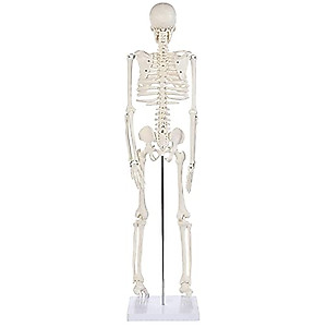 Alikeke Anatomy Lab Human Skeleton Model, 8" Mini Skeleton Replica Mounted to Base for Display, with Removable Skull Cap, Movable Arms and Legs, and Details of Human Bones