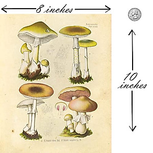 Ink Inc. Botanical Prints Wall Art Ink Inc - Woodland Plants Wildflower Mushrooms Ferns Berries - Set of 9 8x10 Unframed