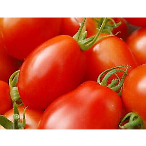 "Italian Roma" Tomato Seeds for Planting, 25+ Heirloom Seeds Per Packet, (Isla's Garden Seeds), Non GMO Seeds, Botanical Name: Solanum lycopersicum, Great Home Garden Gift