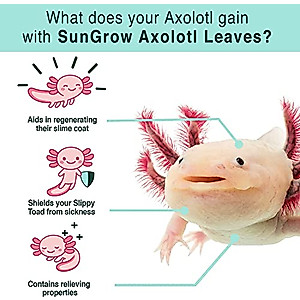 SunGrow 10 Pack Axolotl Indian Almond Leaves for Aquarium, 5-Inches, Catappa Leaf Soothes Pet’s Slime Skin, Aquarium Water Conditioner Leaves Improves Tank Water Quality, Speeds Up Recovery Process
