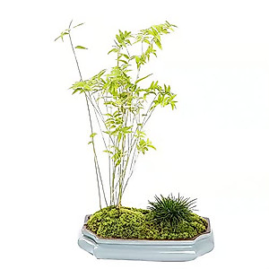 HUOMUSIR (10-Inch 2-Piece Set + 2 Drainage Filters + 3-Piece Garden Tool Set + Plant Transplanting Pad) Water Glaze Blue Succulent Platter Bonsai Tree Ceramic Flower Pot Handmade (Without Plants)