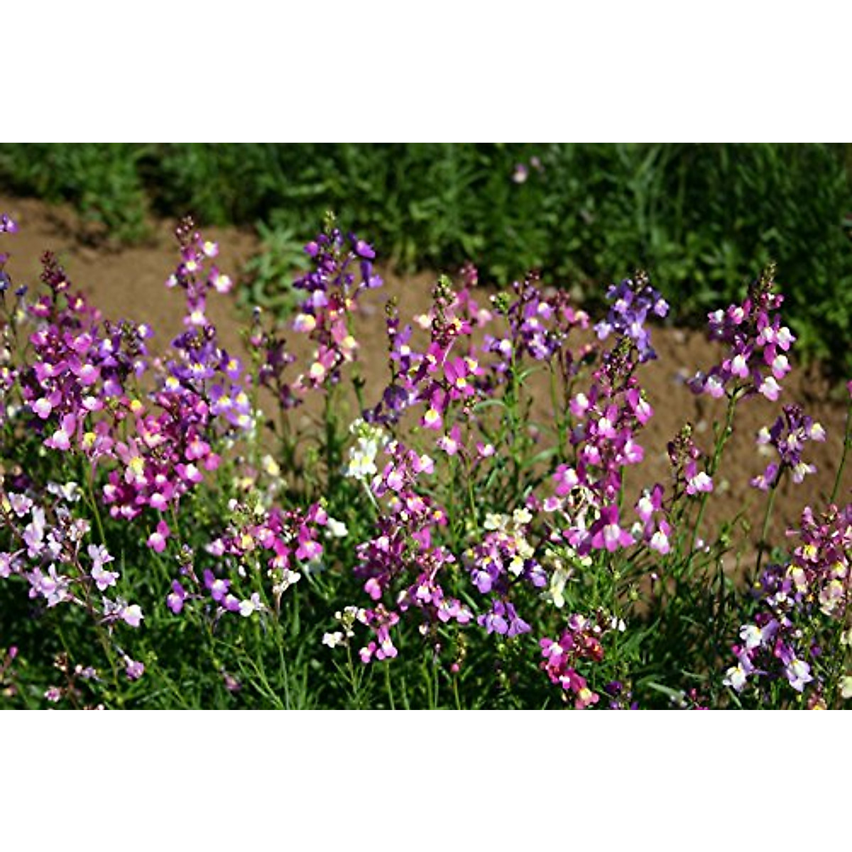 Toadflax Dwarf Fairy Mix Bouquet Flower Seeds, 5000+ Seeds Per Packet, (Isla's Garden Seeds), Non GMO & Heirloom Seeds, Botanical Name: Linaria Maroccana, Great Home Garden Gift