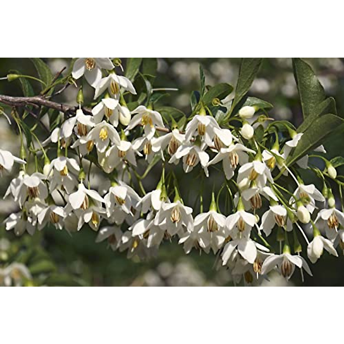TriStar Plants - Japanese Snowbell Tree, 1 Gallon Trade Pot, 4'ft Tall, Styrax Japonicus, Spring, Fragrant White Flowers, Fall Color, Fast Growing Trees