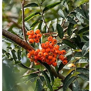 CHUXAY GARDEN Sorbus Aucuparia-Rowan,European Mountain Ash 50 Seeds Dwarf Shrub Tree Seeds