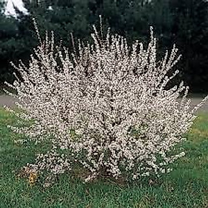 Votaniki Starter Plant Fruiting Red Nanking Cherry Trees Live Plants - Dwarf Cherry Tree Tart Cherry Fruit Tree Bush Cherry Plants Live Dwarf Fruit Trees - Live Fruit Plants Cherry for Planting