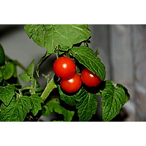Dwarf Bush Cherry Tomatoes Seeds for Planting About 20 Seeds for Growing Indoors and Outdoors