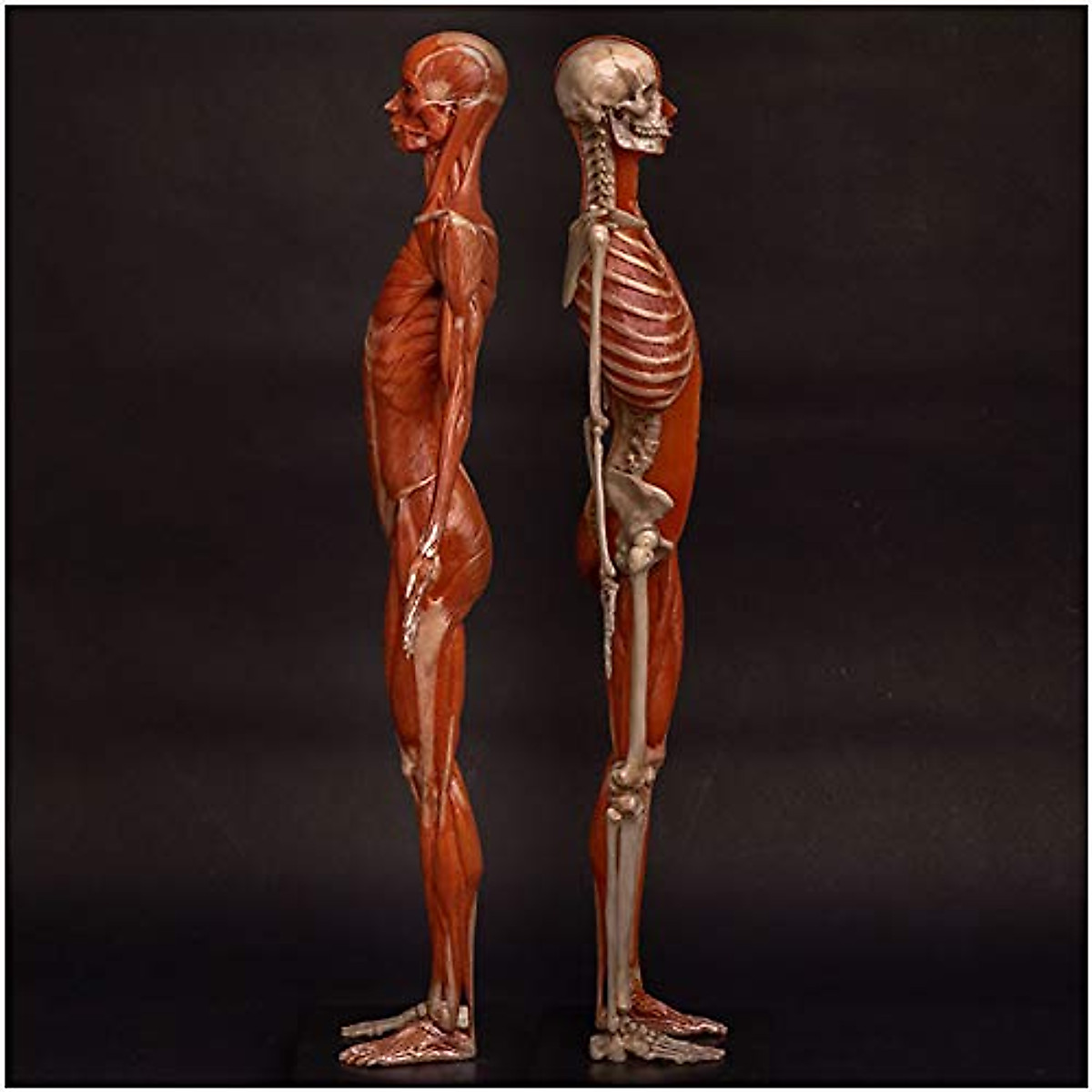 Female Anatomy Figure Painting Model - Medical Anatomical Human Muscle Bone and Skin Model - Human Skull Head Body Muscle Bone Sculpture Model - for Drawing Study