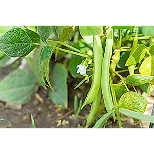 "Slenderette" Bush Bean Seeds for Planting, 50+ Heirloom Seeds Per Packet, (Isla's Garden Seeds), Non GMO Seeds, Scientific Name: Phaseolus vulgaris, Great Green Bean Variety for Home Garden