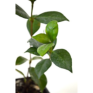 9GreenBox - Confederate Jasmine - 6 Pack