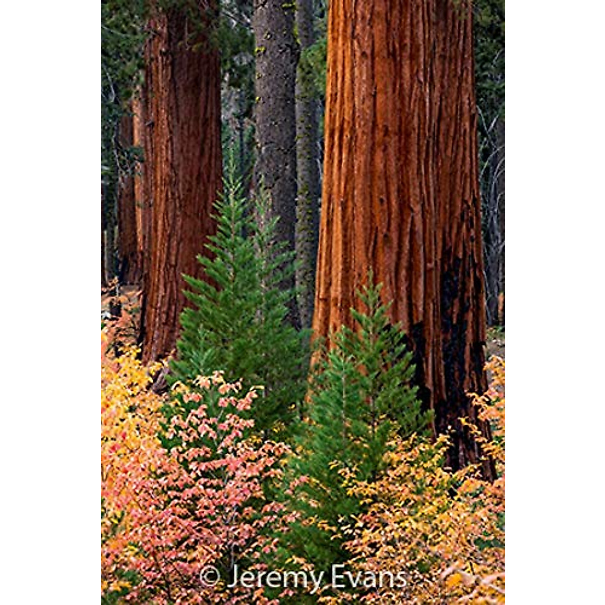 Sierra Club Engagement Calendar 2021