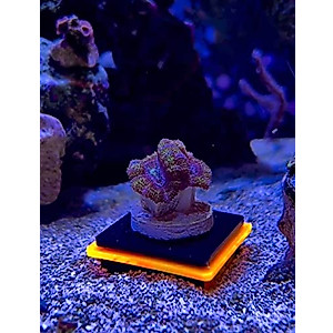 PNW Custom Pink Frag Pop Stand w/Frag Lock | Acrylic 1 Hole Frag Rack Plugs Reef Fragging Coral Holder for Aquarium (Single), Black