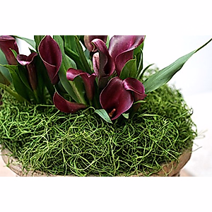 SuperMoss (26912) Spanish Moss Preserved, Grass, 8oz (200 cubic inch)