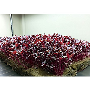 25,000+ Microgreens Seeds- Red Amaranth