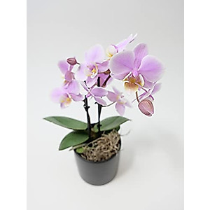Athena's Garden's 3" Double Spike Phalaenopsis, Pink Blooms and Color-Assorted