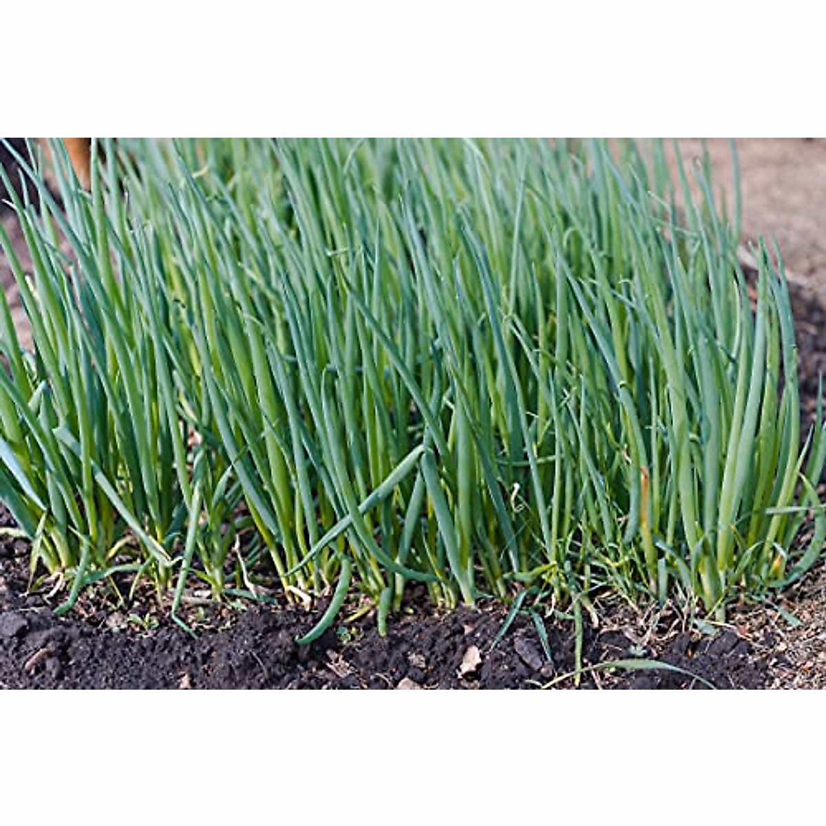 Scallion Bunching Onion Seeds, 250+ Evergreen Hardy White, Heirloom, Non-GMO, Allium fistulosum