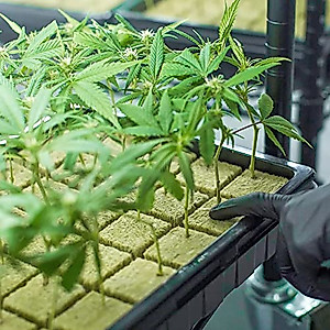 Halatool 1.2 inch Rockwool Cubes 2 Sheets Fluffy Porous Hydroponics Planting Cubes for Soilless Cultivation Seedlings Cuttings Clone Plants (72 Plugs Total)