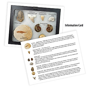 Museum Quality Fossil Collection Kit Featuring Dinosaur Fossils, Ammonites, Trilobite, Shark Tooth, Urchin and Fish Fossil - Collectors Edition Paleontology Set