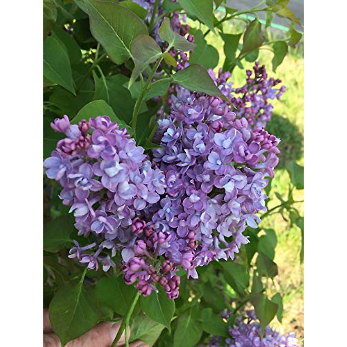 Proven Winners SYRPRC1157800 Scentara Double Blue Live Shrub 4.5" Quart Purple