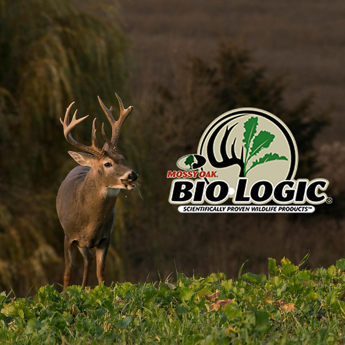 BioLogic Chicory Additive Feeder, 1-Pound