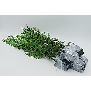 Greenwood Nursery/Live Trees - Green Giant Arborvitae Tree + Thuja Standishii X Plicata - [Qty: 20x 2.5" Pots] - (Click for More Options/Quantities)