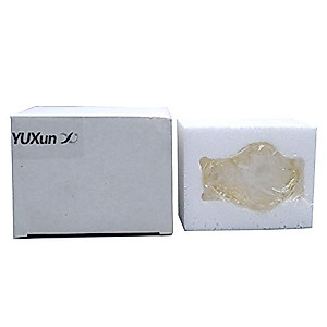 Transparent Feline Teeth Model Anatomy Cat Teeth Model Animal Models Teeth Up Teaching PVC Material for Veterinary or Medical Teaching Dental Model