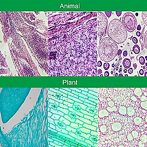 100 Microscope Slides with Specimens, Microscope Samples with Insects, Plants and Animals for Students Kids Science Learning, Suitable for Home School Use