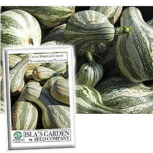 Green Striped Cushaw Pumpkin Seeds, (Crookneck Winter Squash) 25 Heirloom Seeds Per Packet, Non GMO Seeds, Botanical Name: Cucurbita argyrosperma, Isla's Garden Seeds