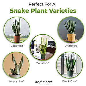 Perfect Plants Organic Snake Plant Soil in 4qt. Bag | Coco Coir Based Potting Mix Snake Plant Varieties