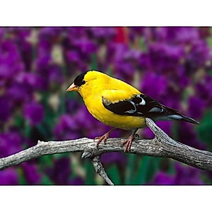 CafePress American Goldfinch Bird Black And Yellow Mugs Ceramic Coffee Mug, Tea Cup 11 oz