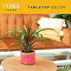Costa Farms Bromeliad Live Plant, Live Indoor Flowering Plant, Houseplant Potted in Nursery Grower Pot Planter with Potting Soil Mix, Tabletop Room Decor, Grower's Choice, 12-Inches Tall