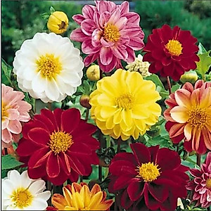 2000-Mixed Cosmos Seeds by NOTSWOH