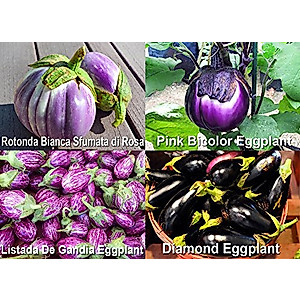 Please Read! This is A Mix!!! 30+ Eggplant Mix Seeds 11 Varieties Heirloom Non-GMO Aubergine, Asian, European, Italian, Profilic, Super Delicious, from USA