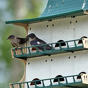S and K Purple Martin House, 12 Room