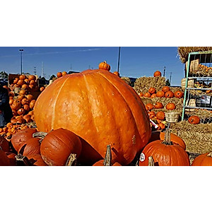 Biggest Pumpkin in The World | 10 Seeds | Grow Atlantic Giant Pumpkins
