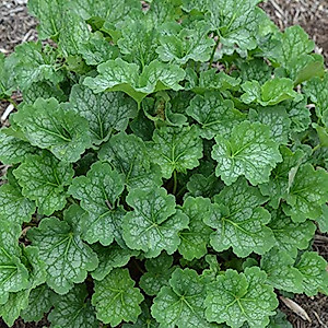 Outsidepride Perennial Coral Bells Heuchera Americana Garden Flower & Foliage Plant - 1000 Seeds