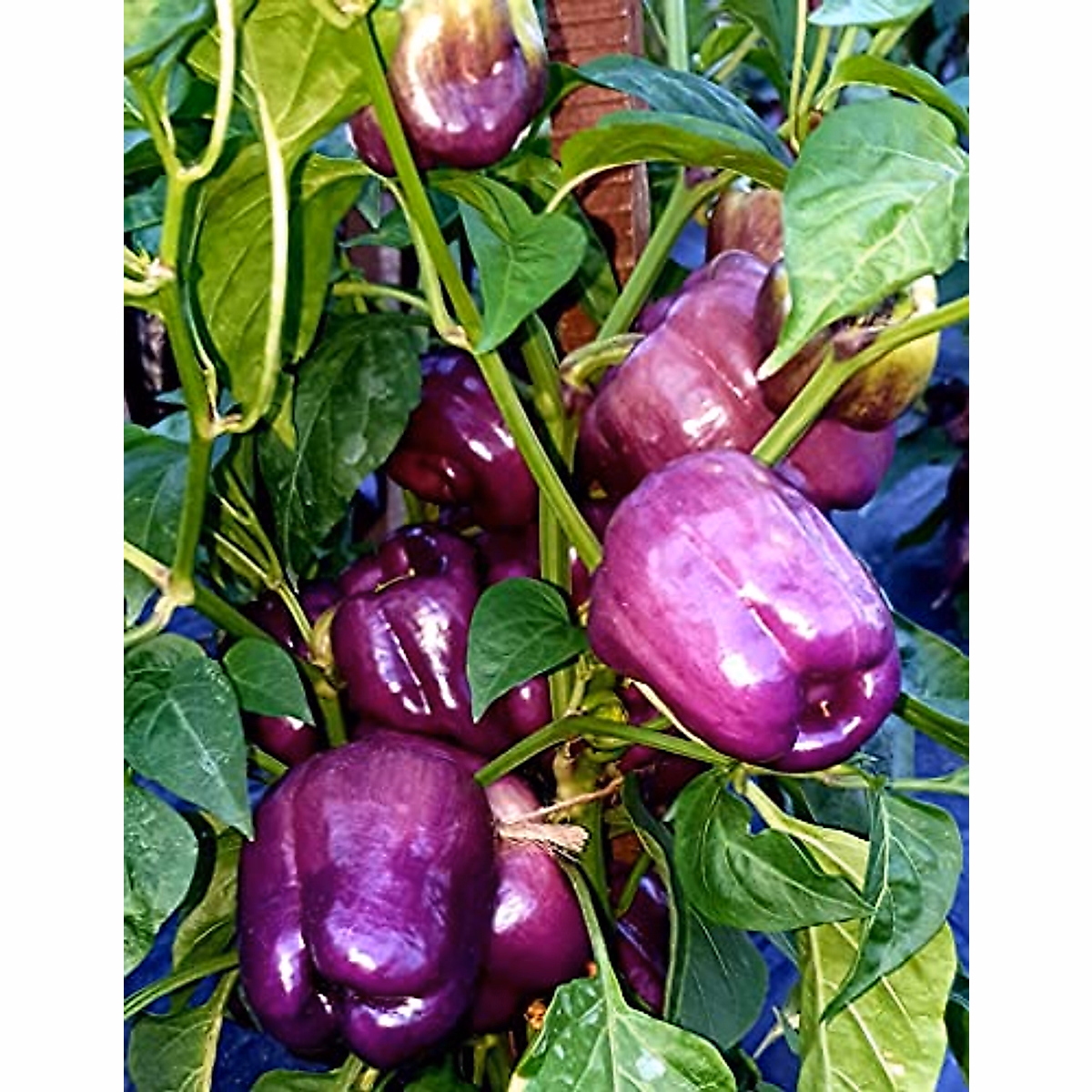 Sweet Lilac Purple Bell Pepper Seeds for Planting, 50+ Heirloom Seeds Per Packet, (Isla's Garden Seeds), Non GMO Seeds, Scientific Name: Capsicum annuum, Great Home Garden Gift