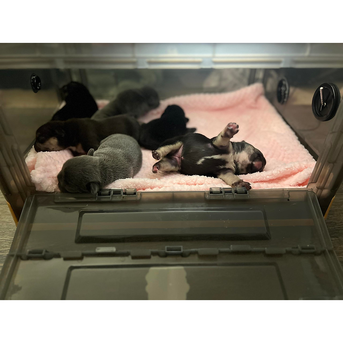 Puppy Incubator with Temperature Contol