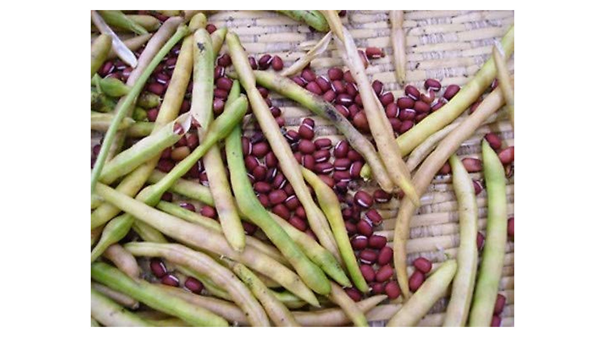Rainbow Bean Mix Seeds - Non-GMO Heirloom Microgreens | Isla's Garden