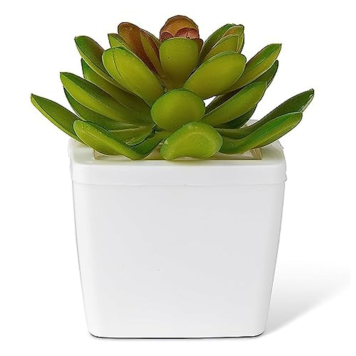 ZendoZones Fruit Fly Trap with Zendo Lure, Mellow Molly with Plastic White Base, Refillable and Reusable