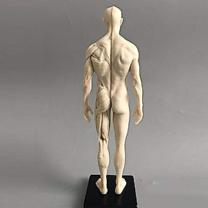 11inch Human Anatomical Model Art Mannequin Musculoskeletal Structure of Painting Sculpture White Body （Male+Female ）