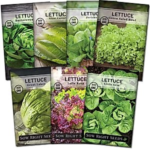 Sow Right Seeds - Large Lettuce Seed Collection for Planting - Buttercrunch, Jericho, Great Lakes, Salad Bowl, Little Gem, Giant Caesar and Lolla Rosa - Non-GMO Heirloom Seeds to Plant a Home Garden