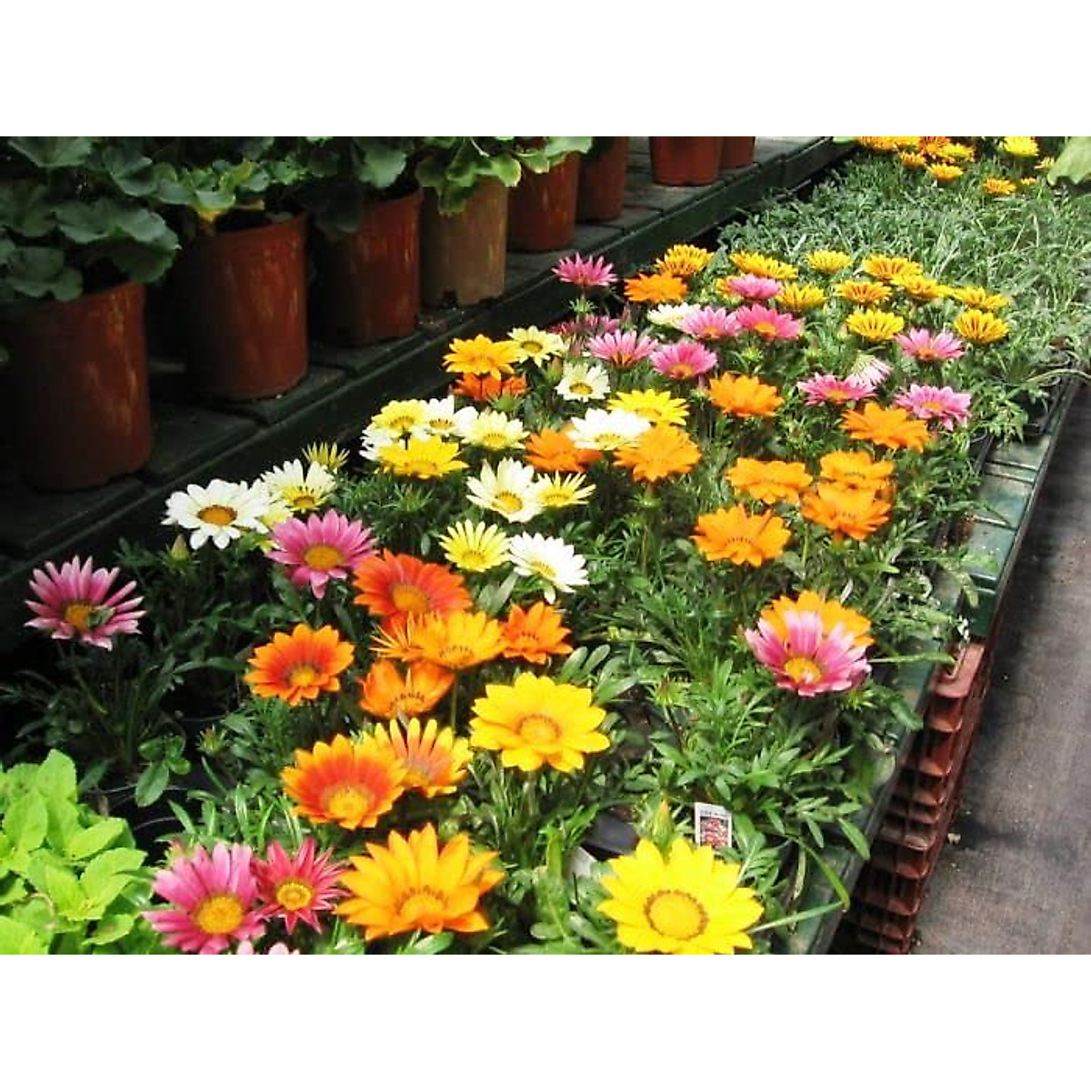 KIRA SEEDS - Treasure Flower Mix- Gazania - Annual Flowers for Planting - GMO Free