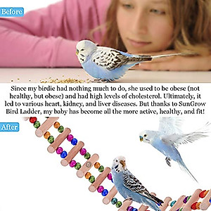 SunGrow Bird Ladder Bridge, 20 x 3 Inches, Raw Wood and Edible Dye, Suitable for Small to Medium Birds, 1 Piece