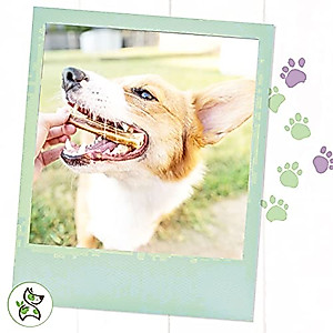 Nature Gnaws Bully Sticks for Dogs - Premium Natural Beef Dental Bones - Long Lasting Dog Chew Treats for Aggressive Chewers - Rawhide Free - 5-6 Inch