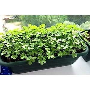 Coriander Cilantro Magnum Seeds for Planting Herb Garden 500+ Seeds