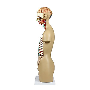 Vision Scientific VAT107-DC 17 Parts Sexless Human Torso | Open Back Exposes Muscular Layers, Vertebral Volume, Nerve Branches |Neck Dissected Shows Muscular, Neural, Vascular and Glandular Structure